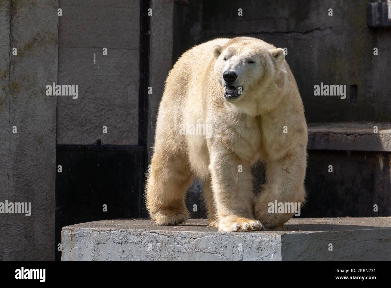 Polar bear on a rocky background. Wild animal in summer sunny weather ...