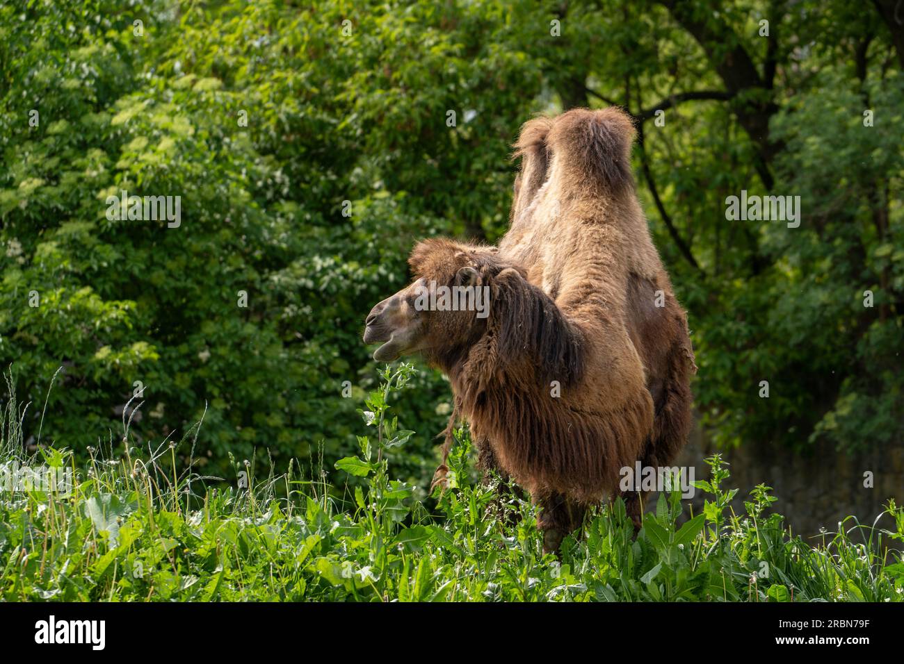 two-humped camel standing in a meadow or lawn. Wild animal in zoo at ...