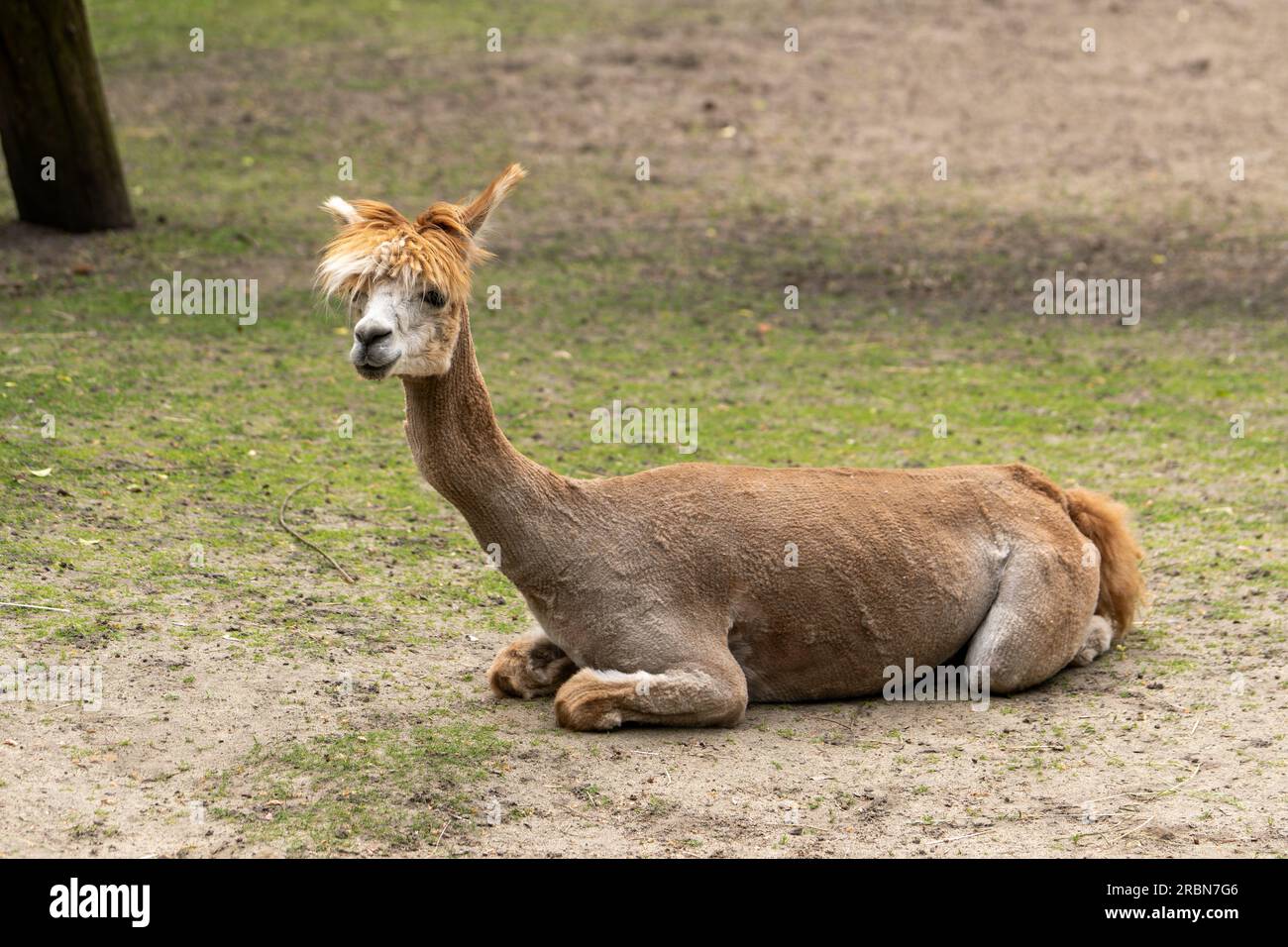 Alpaca looking around with a blurred background and blades of grass in ...