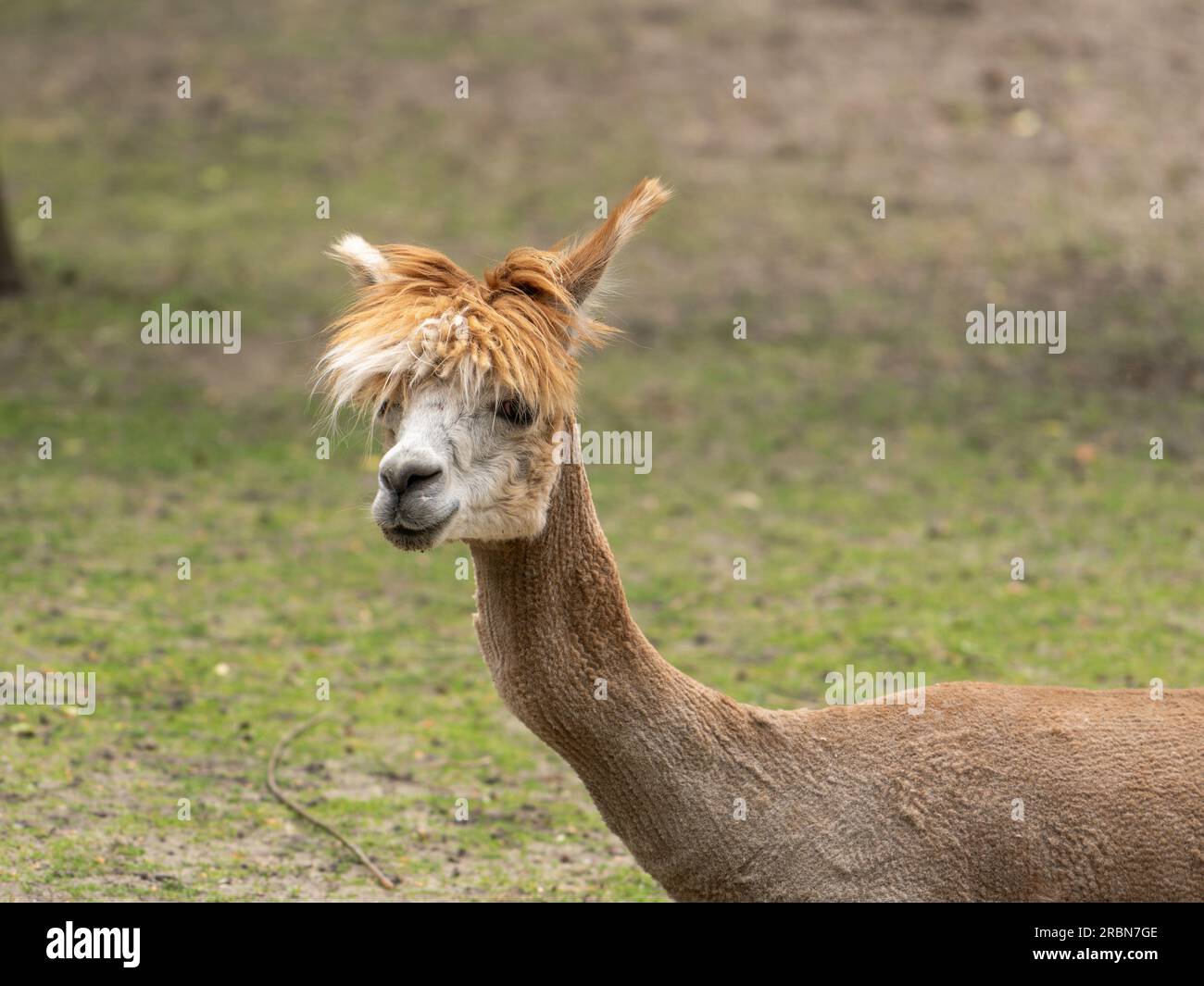 Alpaca looking around with a blurred background and blades of grass in ...