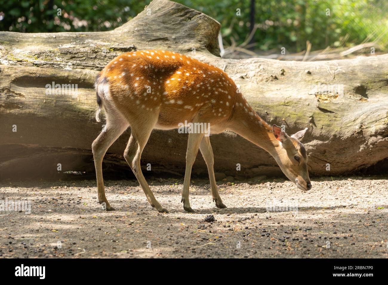 Vietnamese sika deer standing on the ground and lookinf for grass with ...
