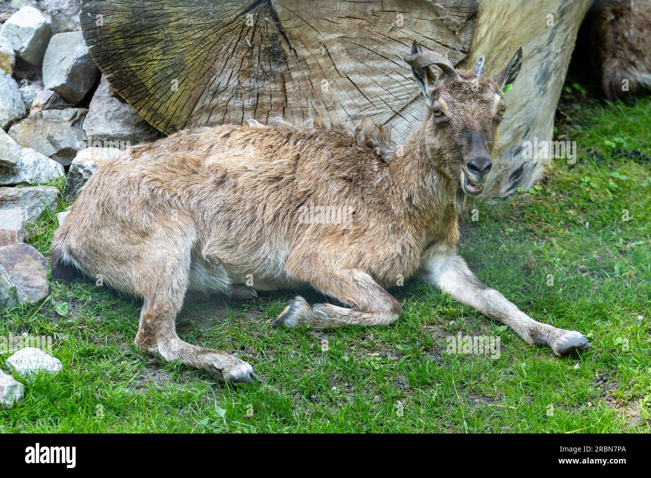 Markhor in zoo hi-res stock photography and images - Alamy