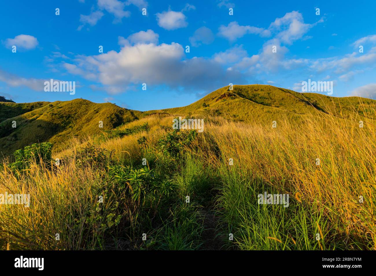 The top of Nacula island vegetation, Yasawa Islands, Fiji, South ...