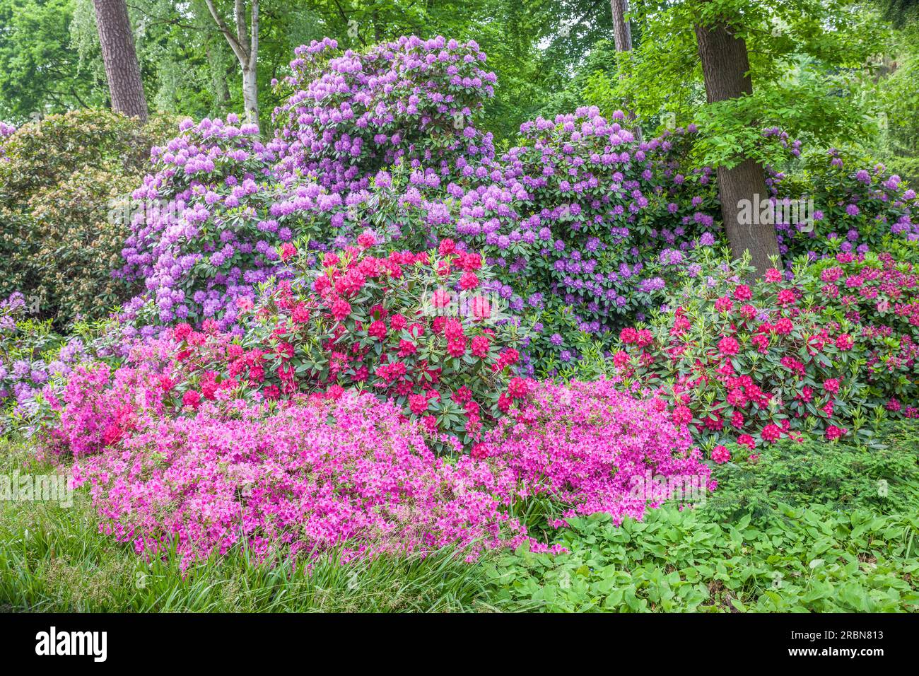 Rhododendron Garden in Graal-Müritz, Mecklenburg-West Pomerania, Baltic ...