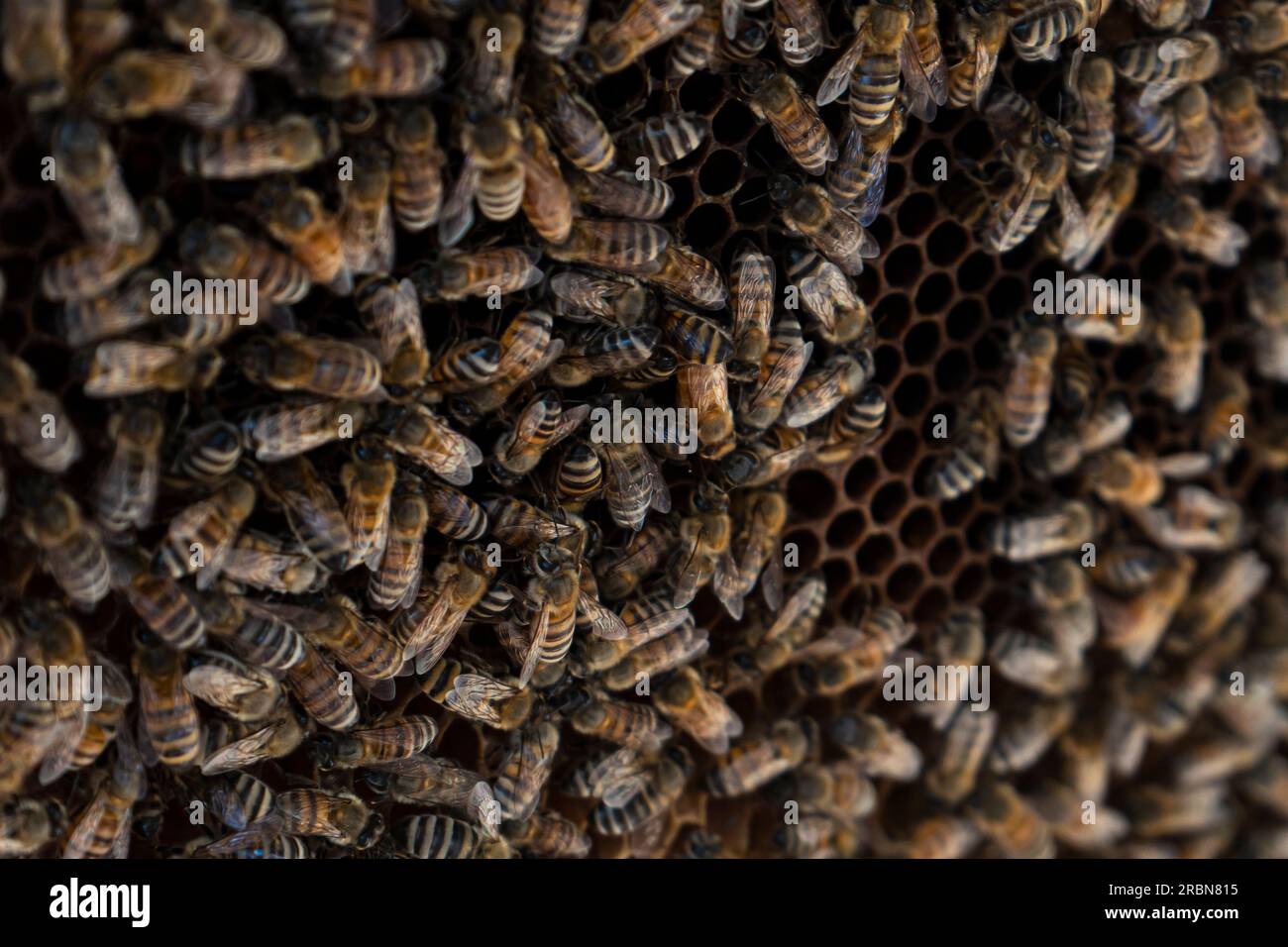 Swarming insects hi-res stock photography and images - Alamy