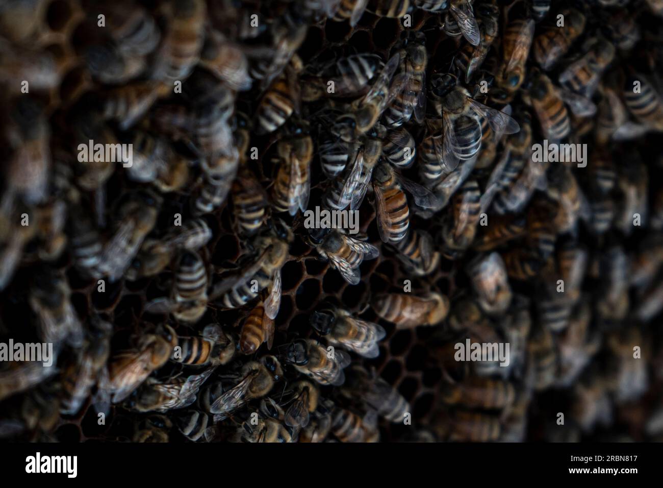 Dark honey bee hi-res stock photography and images - Alamy