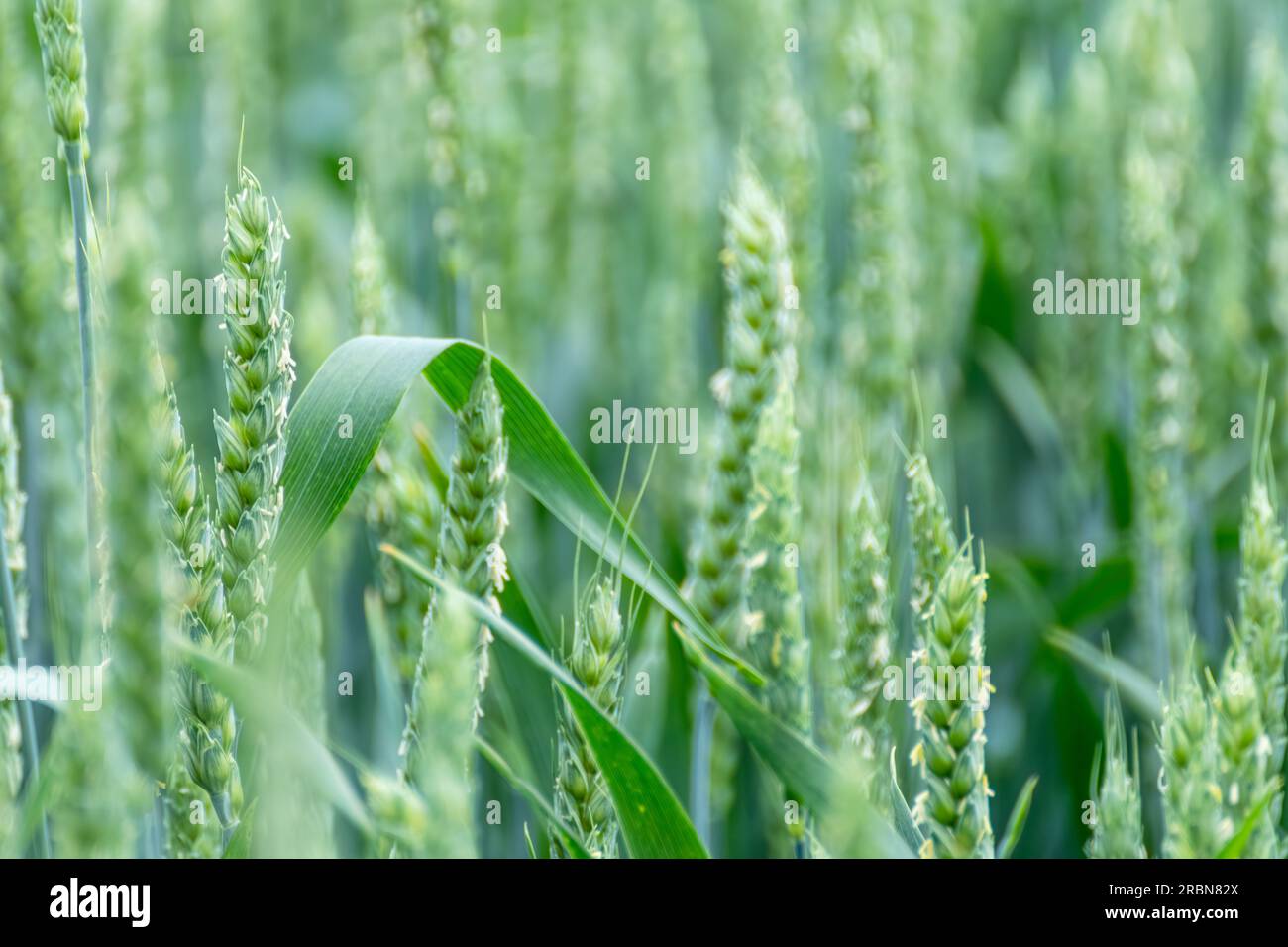 Green spring wheat field crops close-up. Young wheat ears or spikelets ...