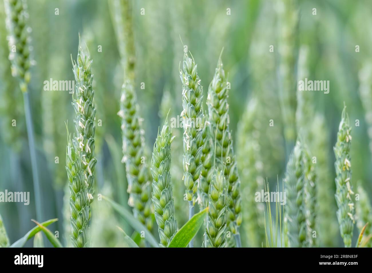 Green spring wheat field crops close-up. Young wheat ears or spikelets ...
