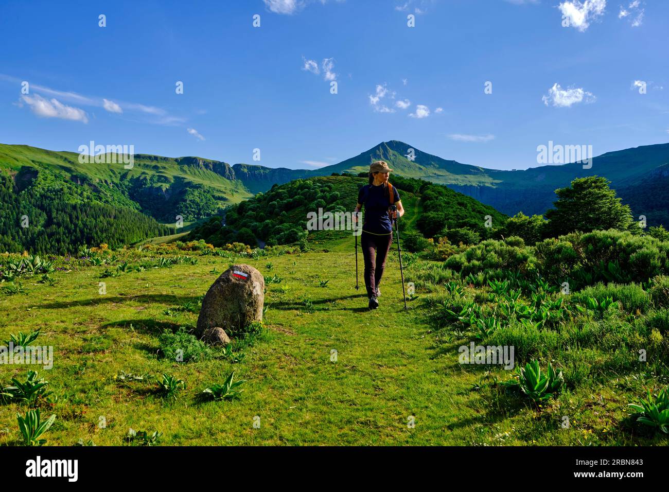 France, Cantal (15), Volcans d'Auvergne regional natural park, Cantal mountains, hike to Puy ...