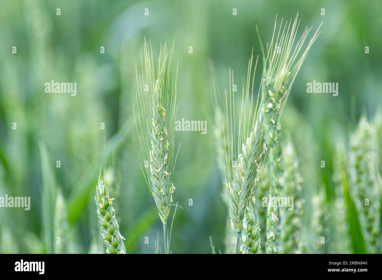 Green spring wheat field crops close-up. Light fruitful wheat ears or ...