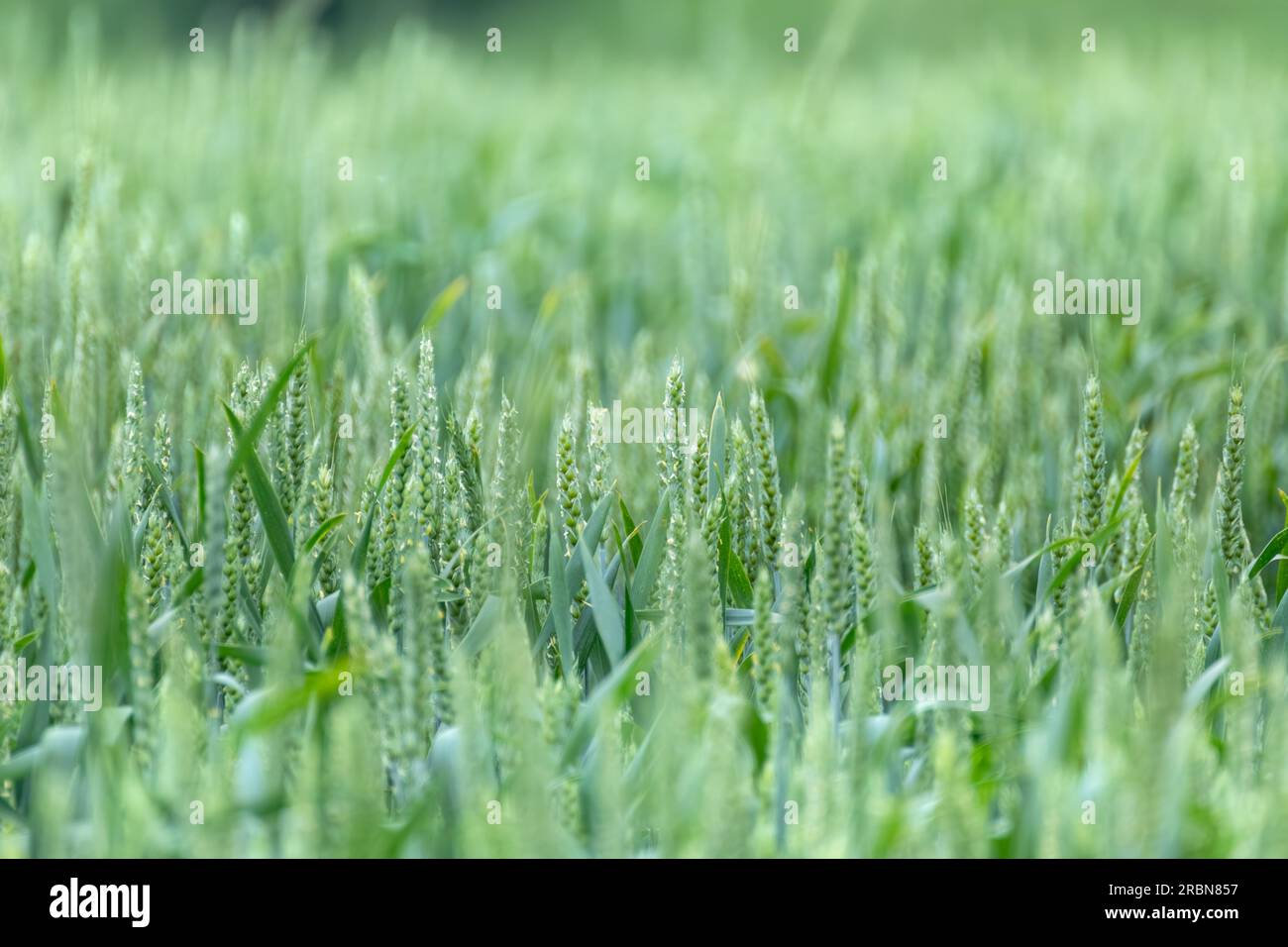 Green spring wheat field crops close-up. Young wheat spikelets with ...