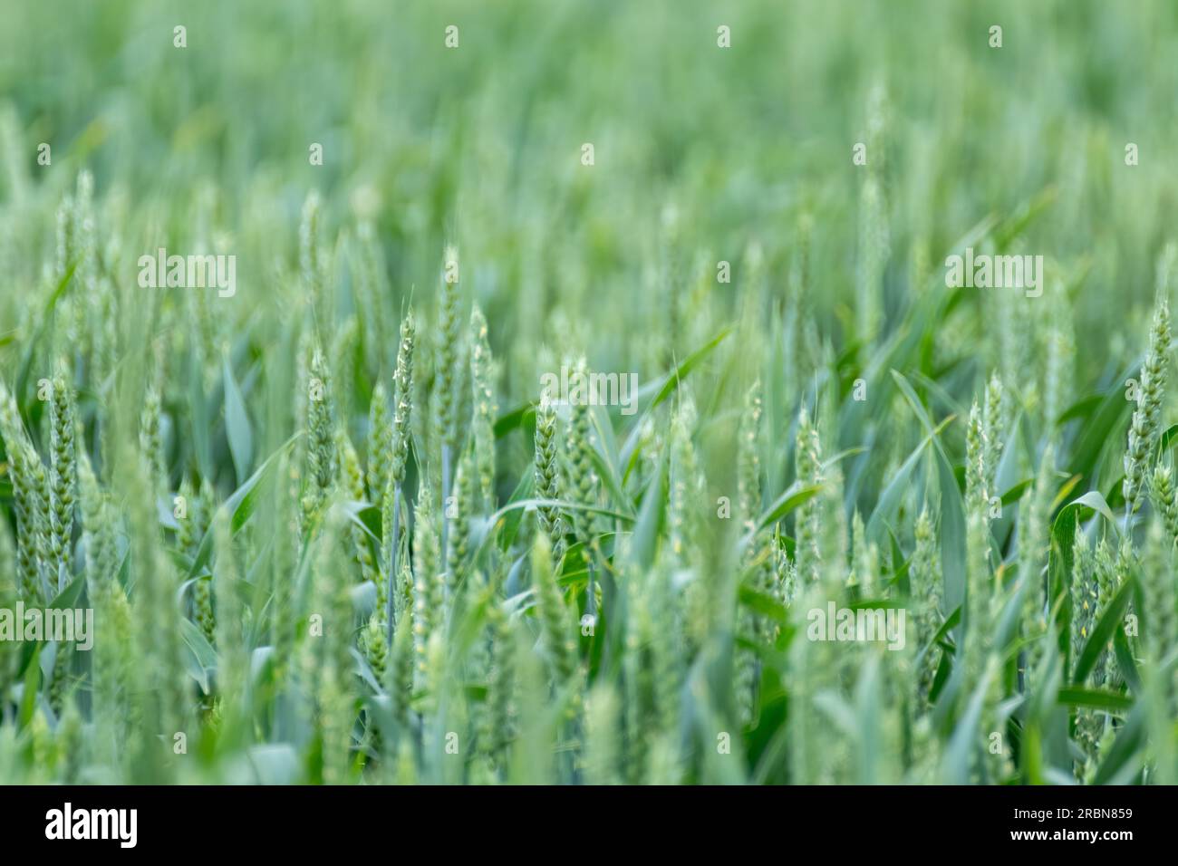 Green spring wheat field crops close-up. Young wheat with blurred ...