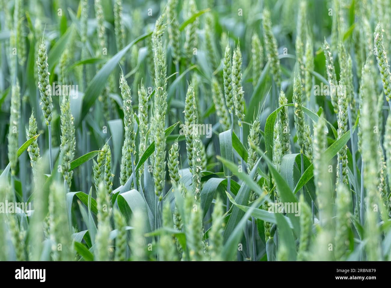 Green spring wheat field crops close-up. Young wheat ears or spikelets ...