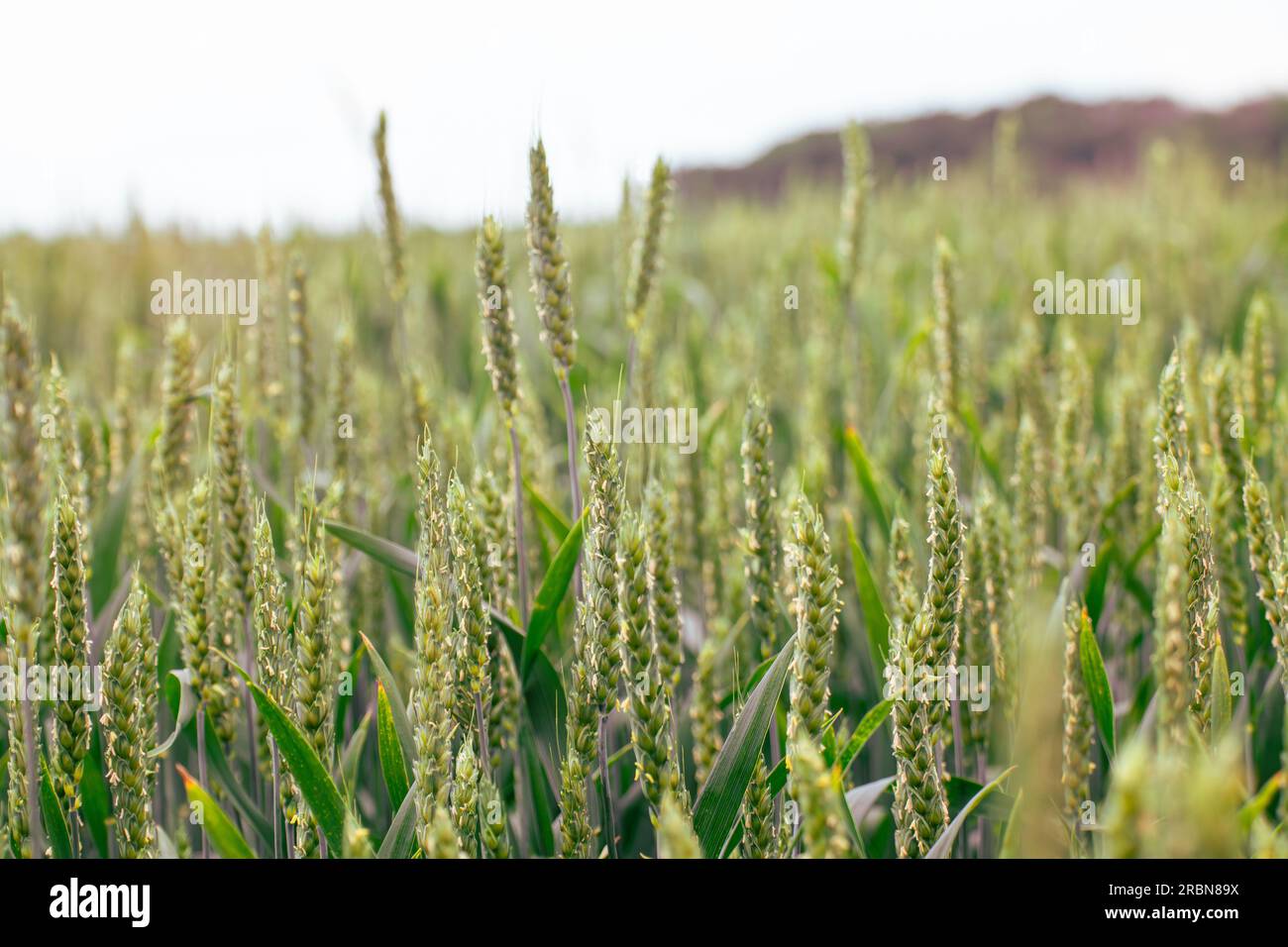 Green spring wheat field crops close-up. Ears or spikelets with warm ...