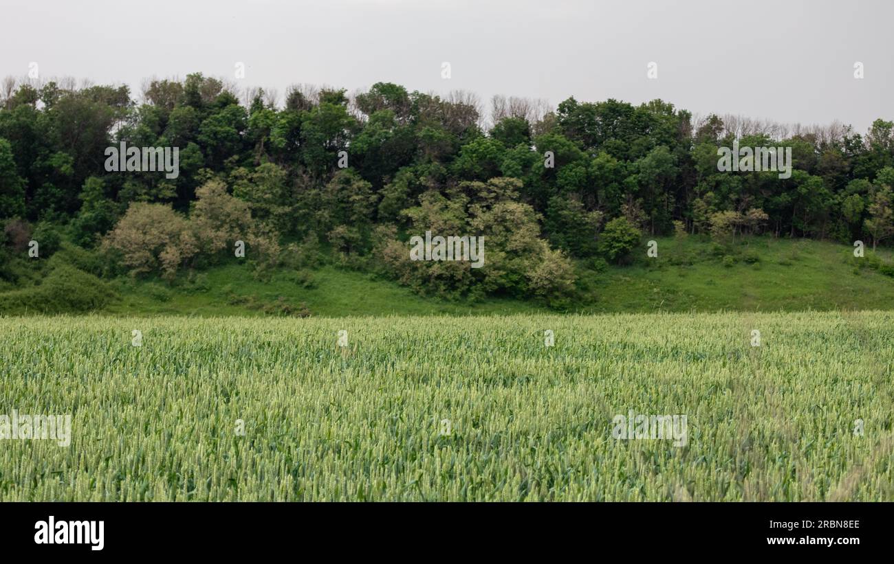 Green wheat field near forest panorama. Young spring barley ears ...