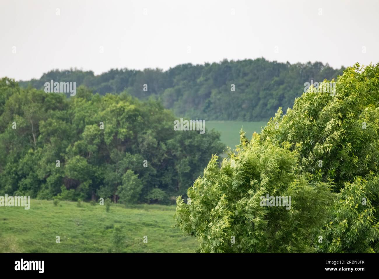 Green tree branches waving in strong wind. Rural nature landscape with ...