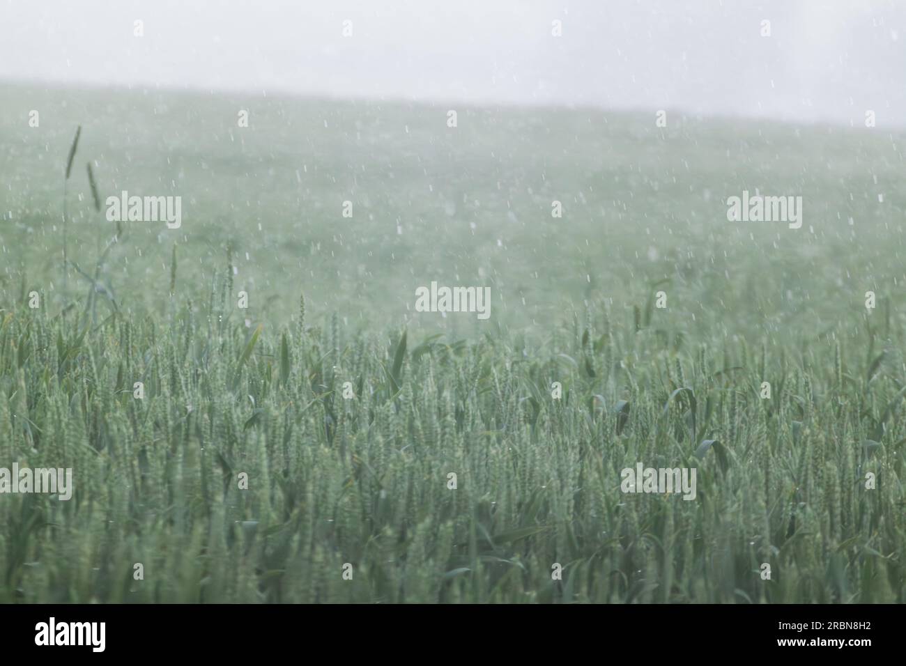 Green wheat field landscape in pouring rain weather. Young spring ...