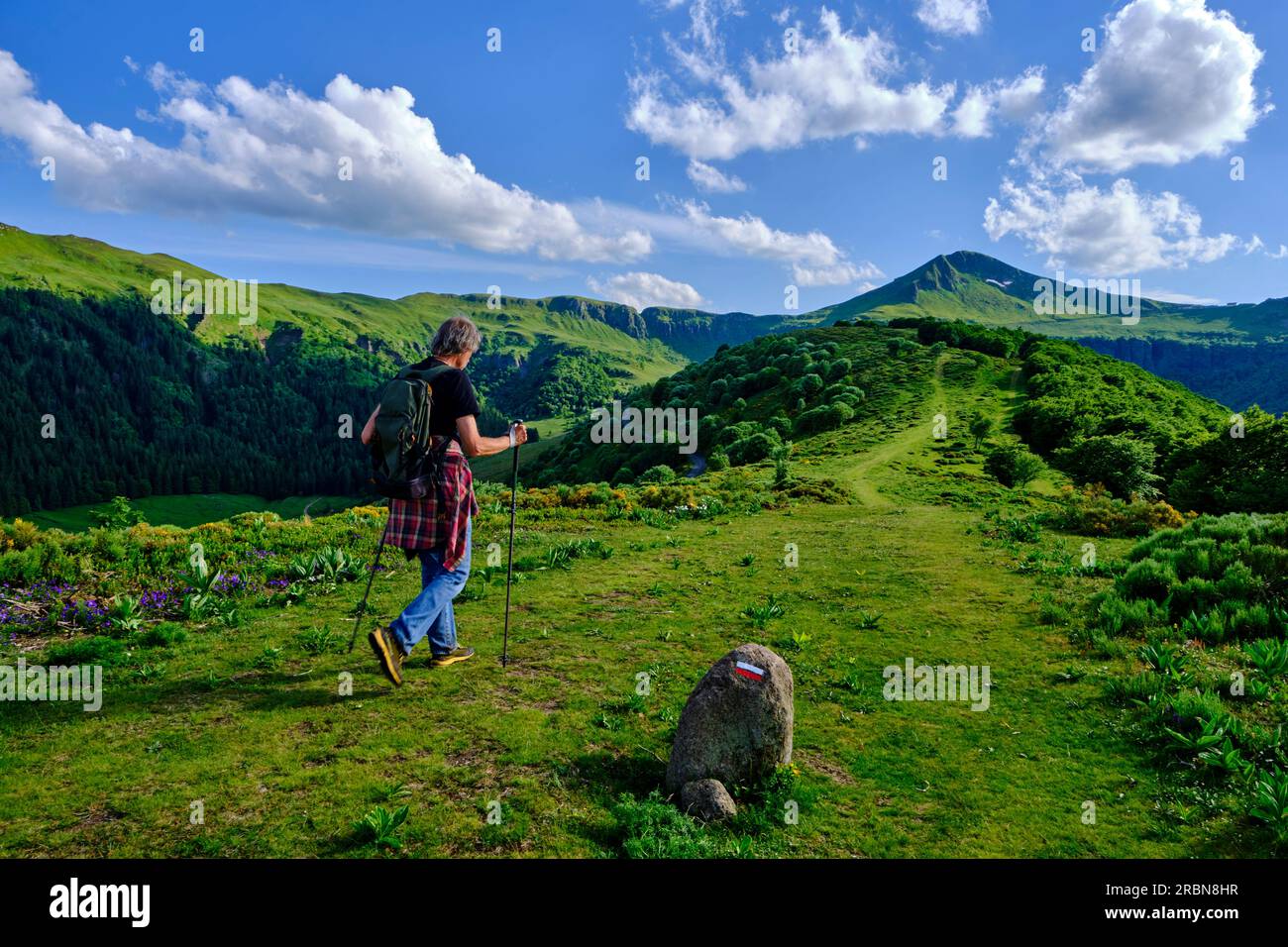 France, Cantal (15), Volcans d'Auvergne regional natural park, Cantal mountains, hike to Puy ...