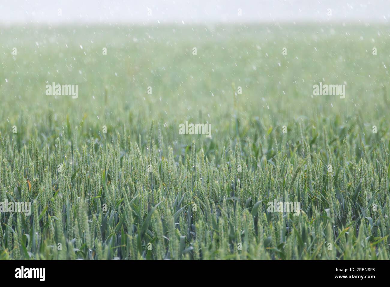 Green wheat field landscape in pouring rain weather. Spring grass ...