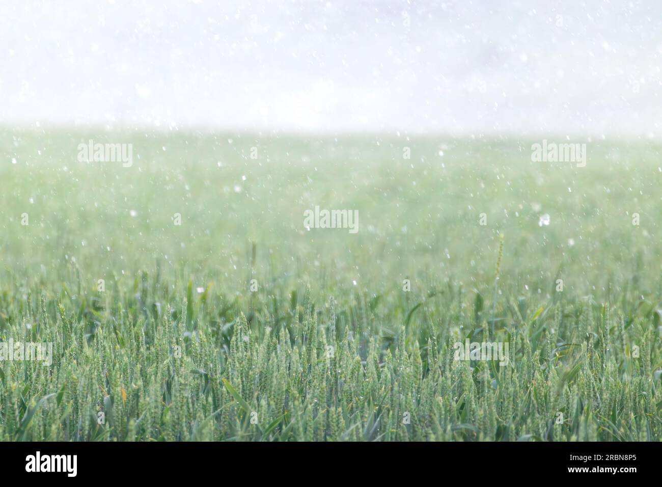 Green wheat field landscape in rain droplet. Spring barley growing with ...