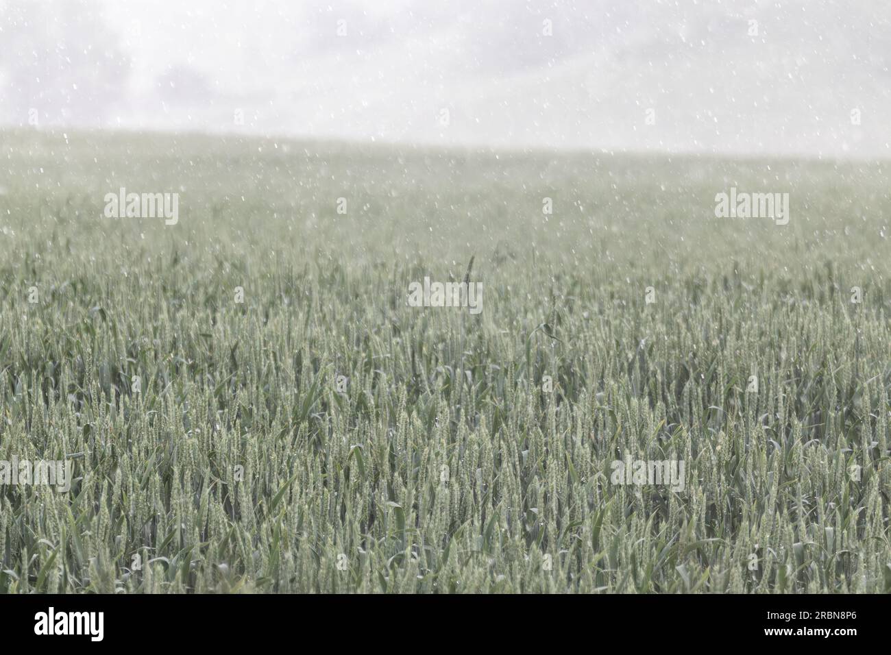 Wheat field landscape in pouring rain weather. Spring barley ears ...