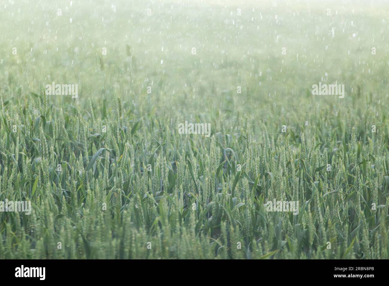 Green wheat field in pouring rainy weather. Young spring barley ears ...