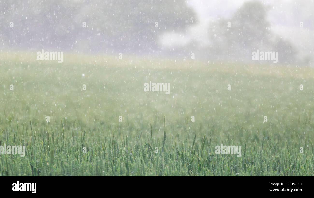 Green wheat field landscape in rainy weather. Spring barley ears ...