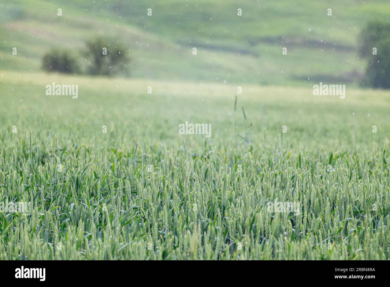 Pouring rain on green wheat hi-res stock photography and images - Alamy