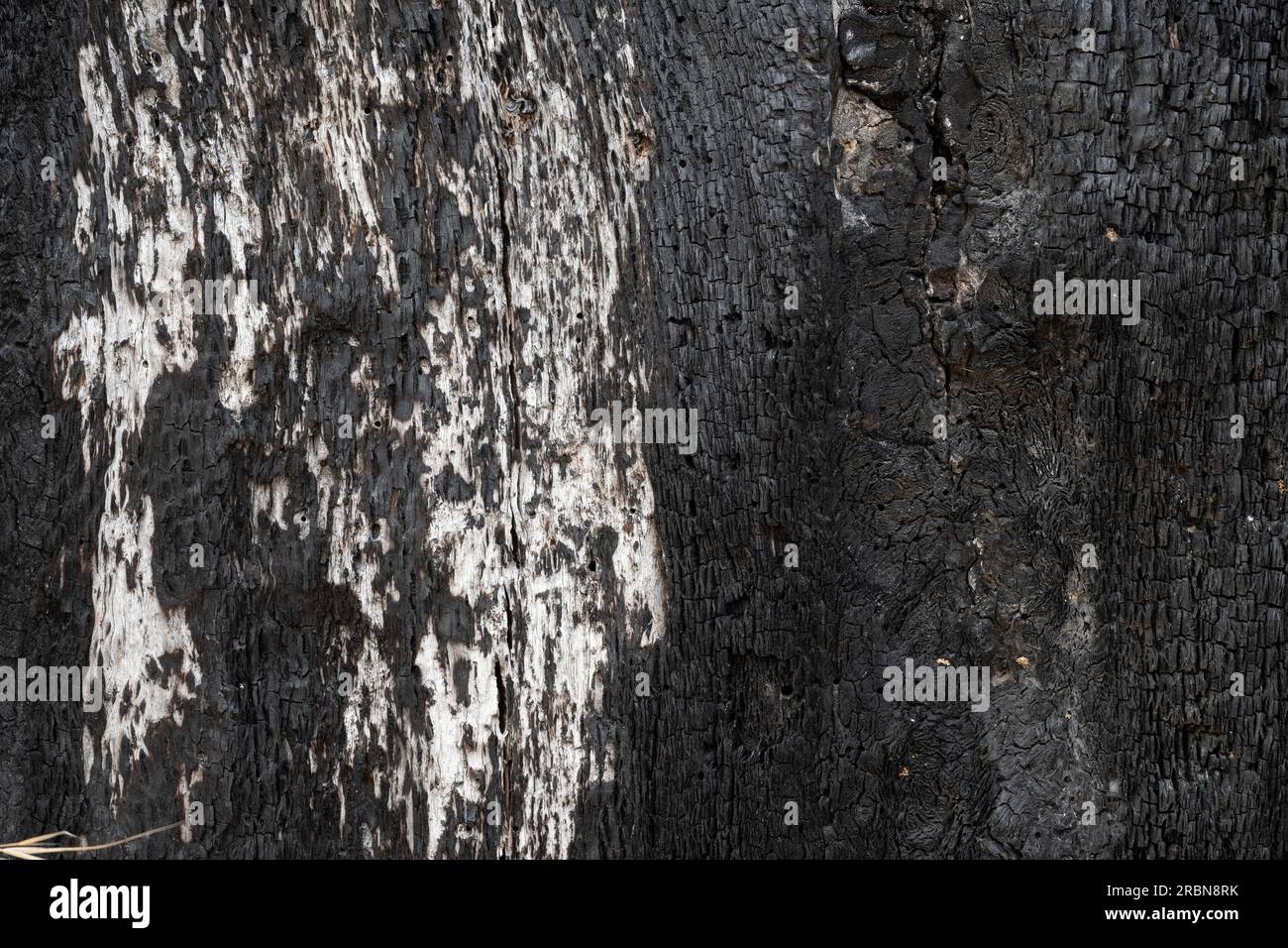 The burnt bark of an oak tree, texture or background Stock Photo - Alamy