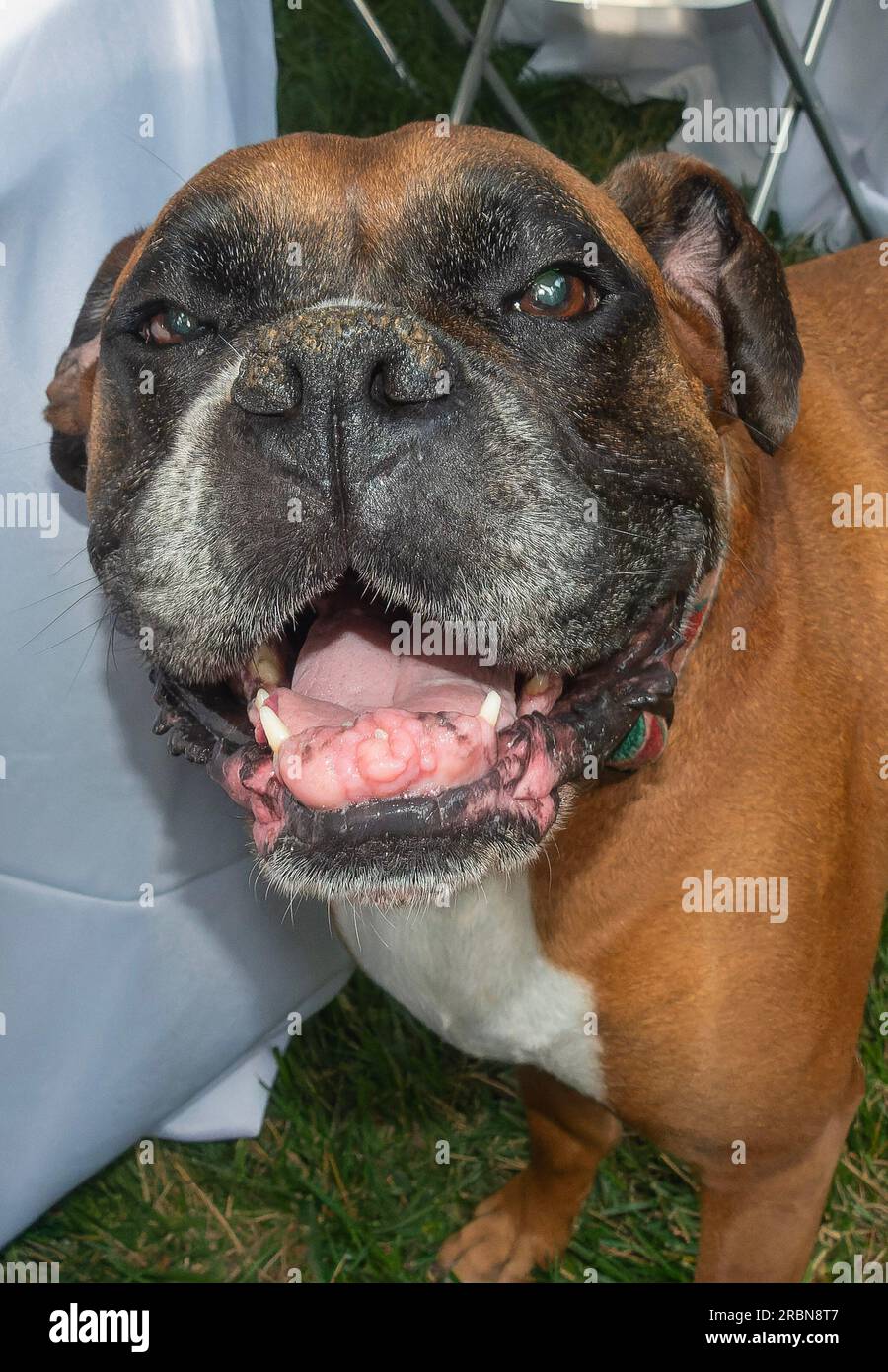 Boxwe dog poses for the camera Stock Photo - Alamy