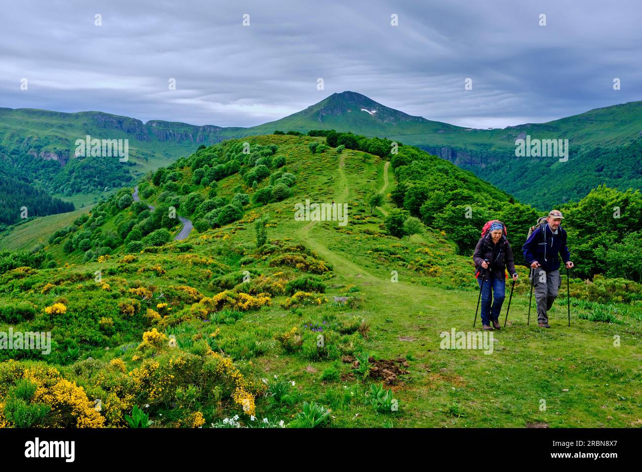 France, Cantal (15), Volcans d'Auvergne regional natural park, Cantal mountains, hike to Puy ...