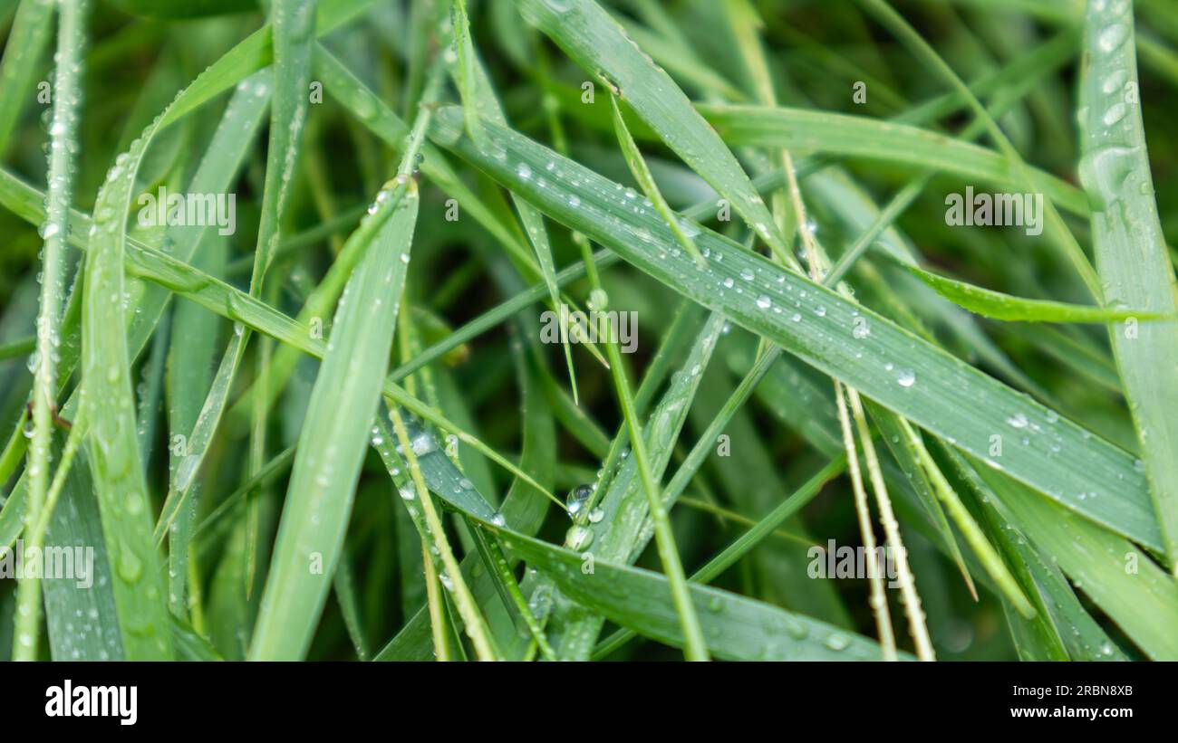 Green spring grass leaves in shiny rain water drops close-up. Nature ...