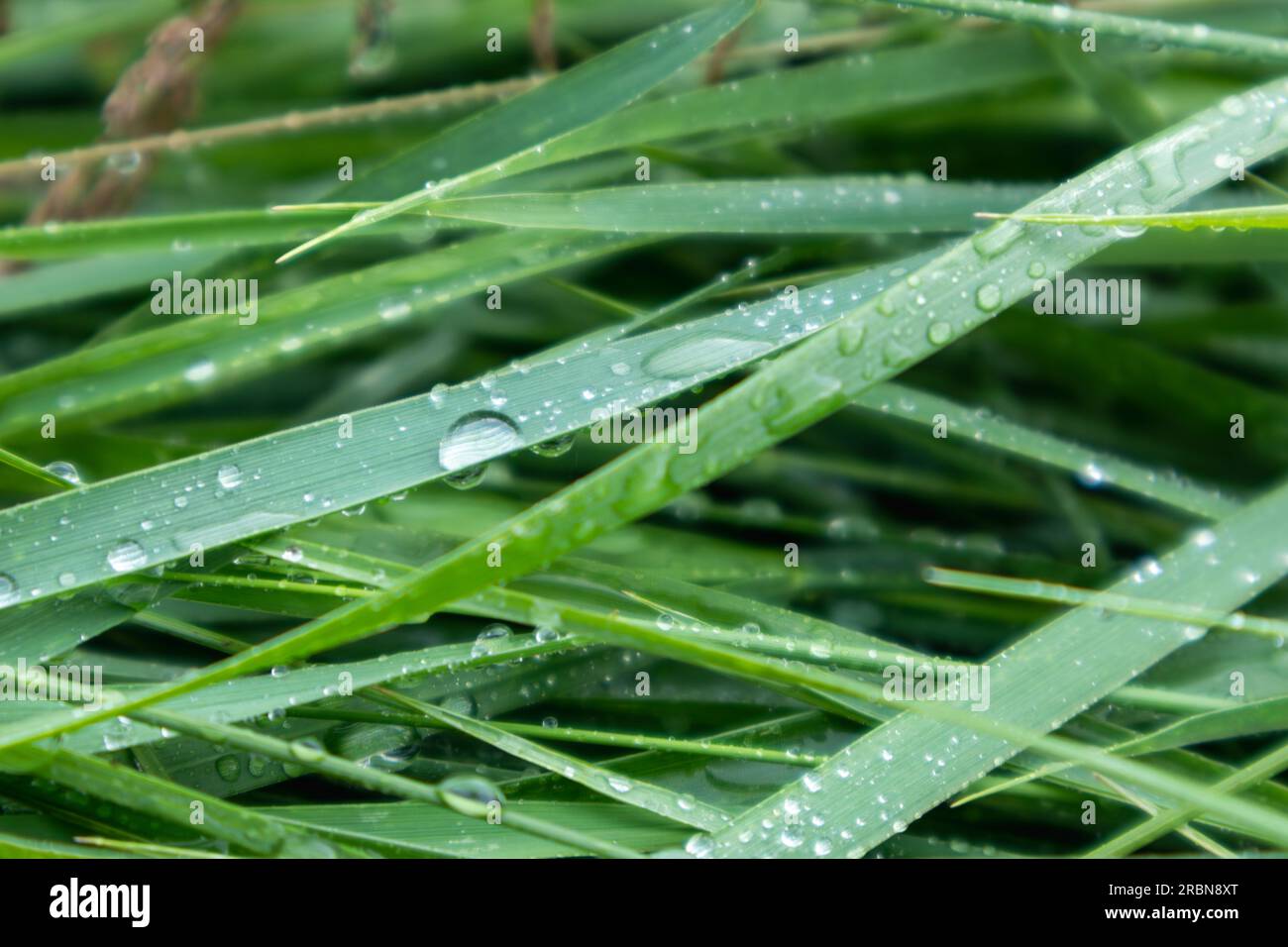 Green spring grass leaves in shiny rain water droplet close-up. Nature ...