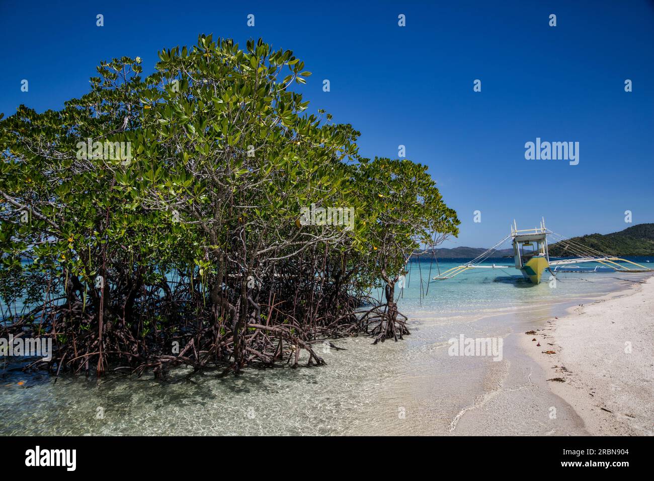 Mangroves, Palawan, Pass island, Coron, Philippines, Asia Stock Photo ...