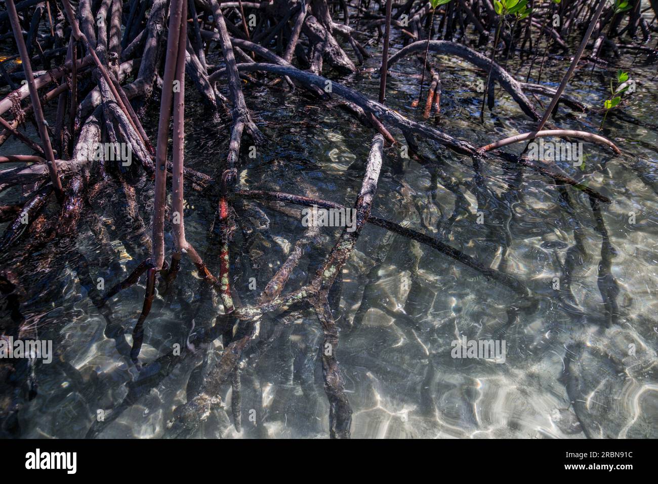 Mangroves, Palawan, Pass island, Coron, Philippines, Asia Stock Photo ...