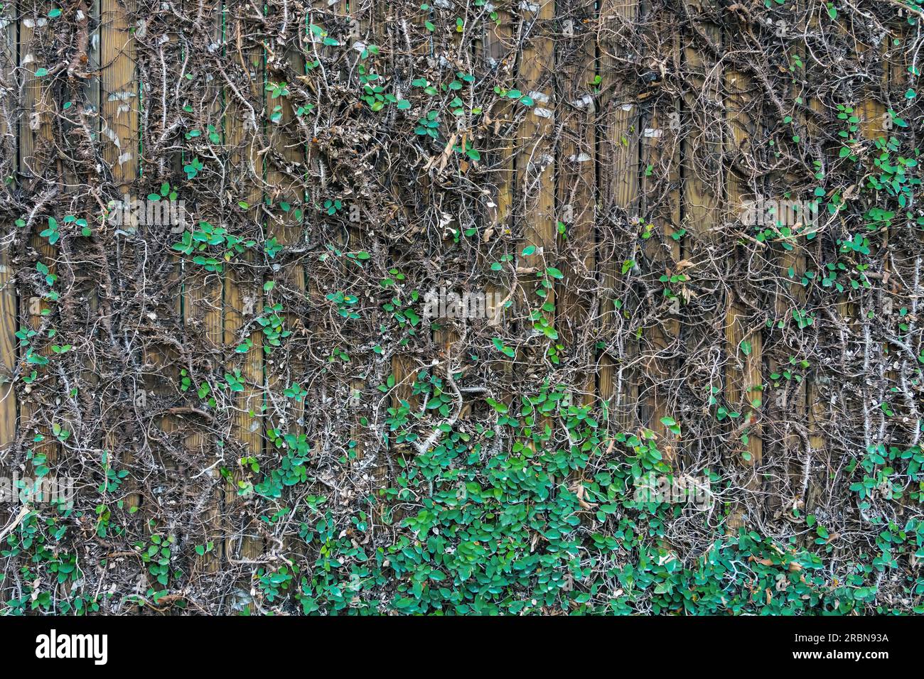 Climbing fig or Creeping fig (Ficus Pumila) the ivy plants are creeping ...