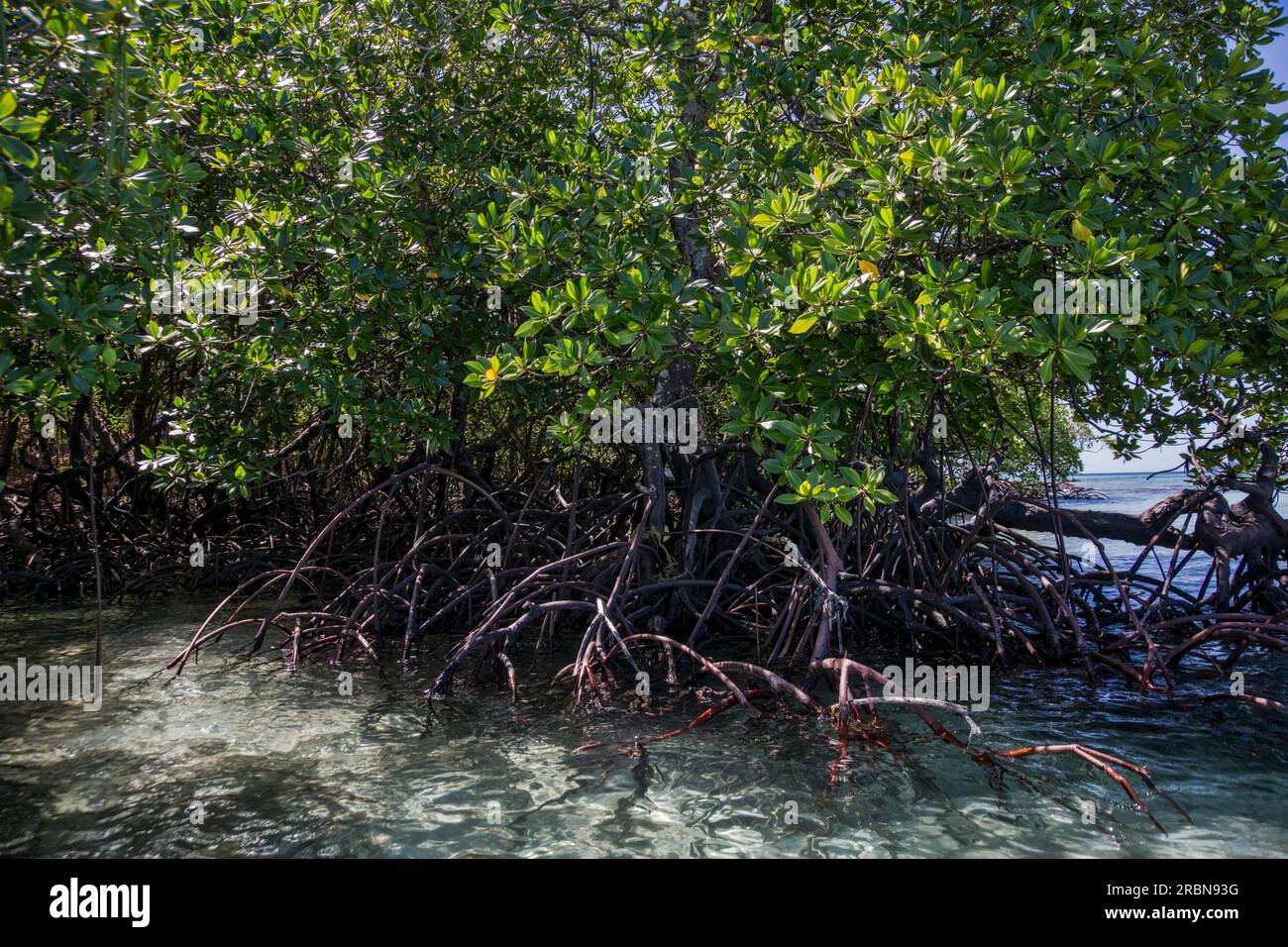 Mangroves, Palawan, Pass island, Coron, Philippines, Asia Stock Photo ...