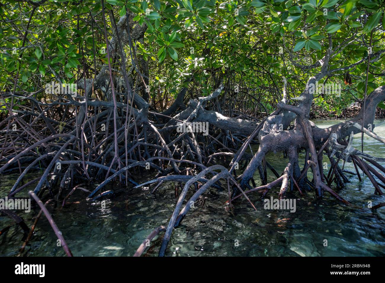 Mangroves, Palawan, Pass island, Coron, Philippines, Asia Stock Photo ...