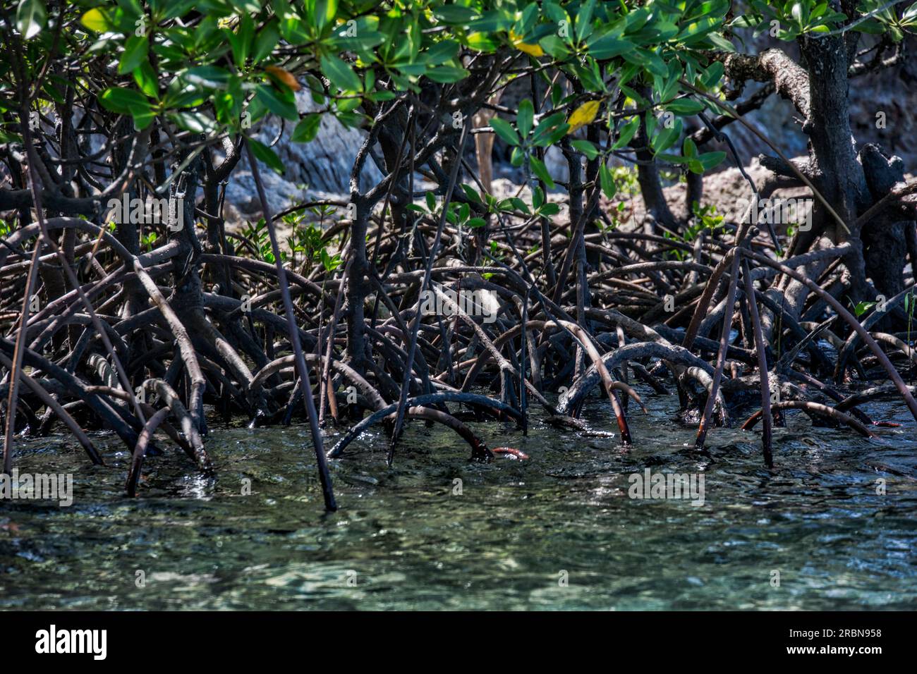Mangroves, Palawan, Pass island, Coron, Philippines, Asia Stock Photo ...