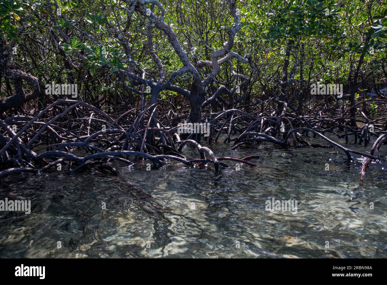 Mangroves, Palawan, Pass island, Coron, Philippines, Asia Stock Photo ...