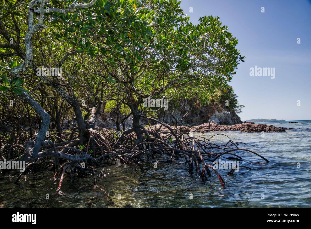 Mangroves, Palawan, Pass island, Coron, Philippines, Asia Stock Photo ...