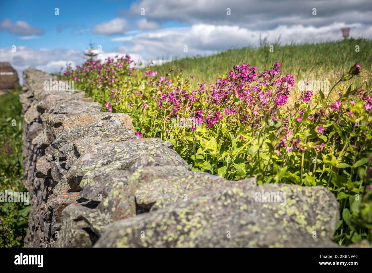 Fieldstone wall with flowers on the England/Scotland border, Jedburgh ...