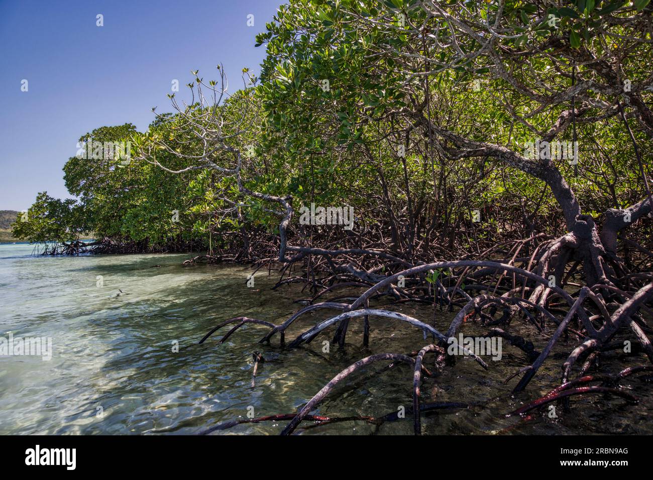 Mangroves, Palawan, Pass island, Coron, Philippines, Asia Stock Photo ...