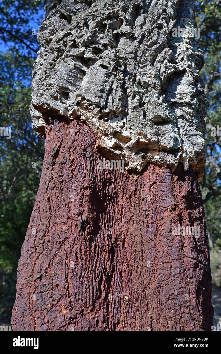 Harvesting of the bark of the cork oak tree to make cork stoppers for ...