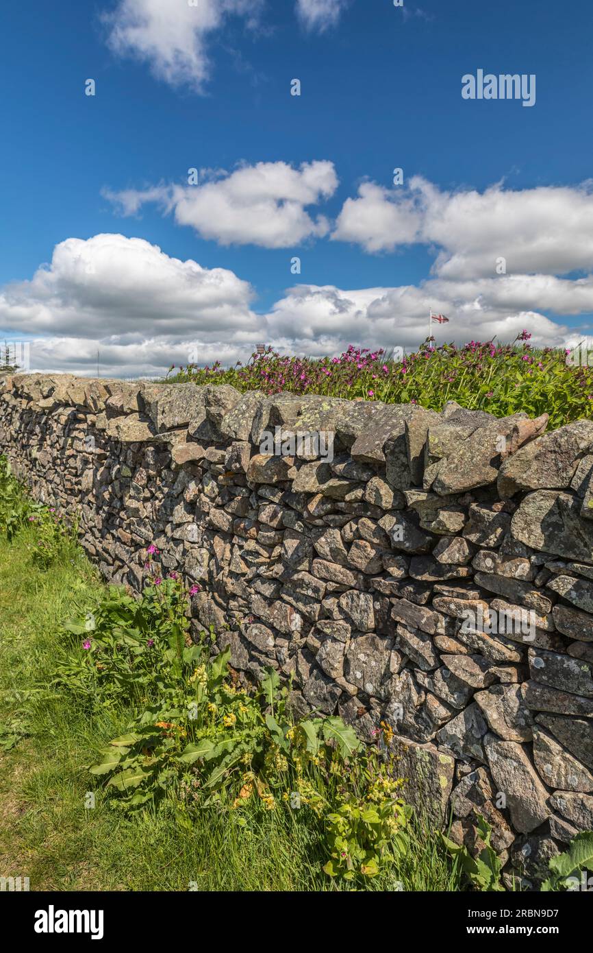 Fieldstone wall with flowers on the England/Scotland border, Jedburgh ...