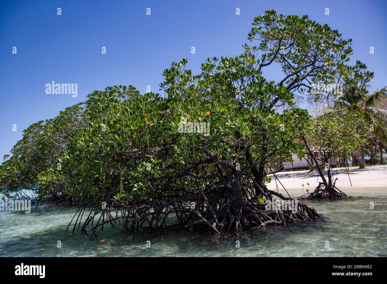 Mangroves, Palawan, Pass island, Coron, Philippines, Asia Stock Photo ...