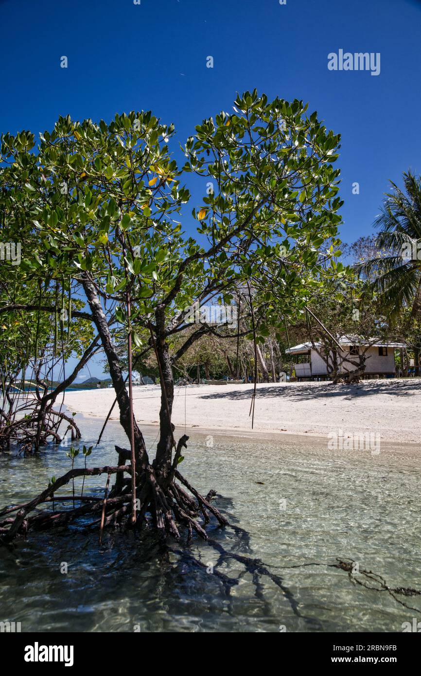 Mangroves, Palawan, Pass island, Coron, Philippines, Asia Stock Photo ...