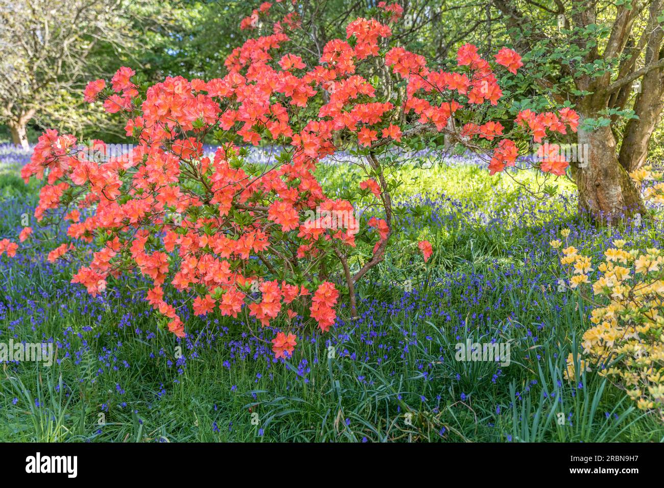Azalea and bluebells in the park by Abbotsford House, Melrose, Scottish ...