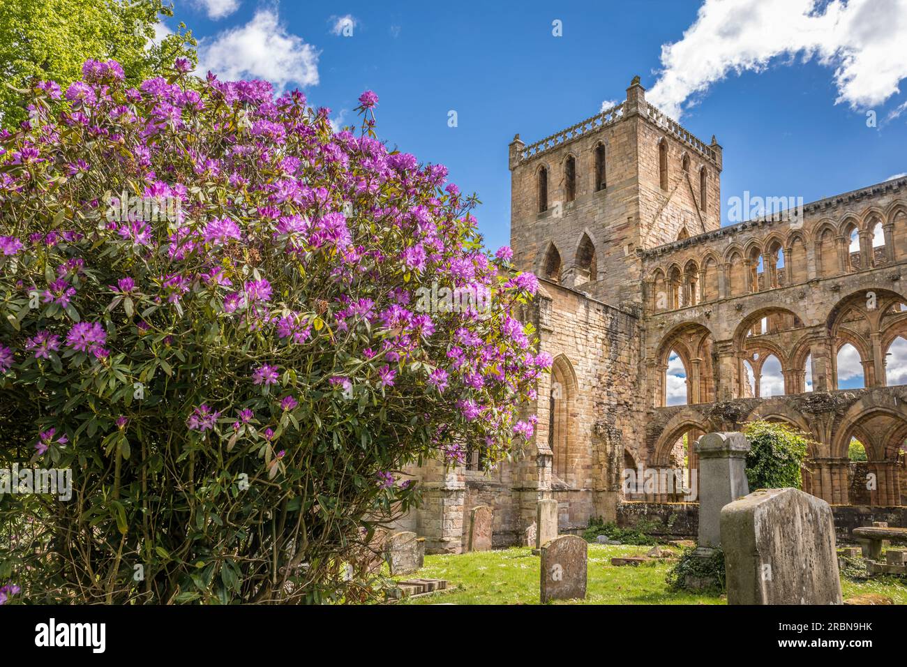 Ruins of Jedburgh Abbey, Jedburgh, Scottish Borders, Scotland, UK Stock ...