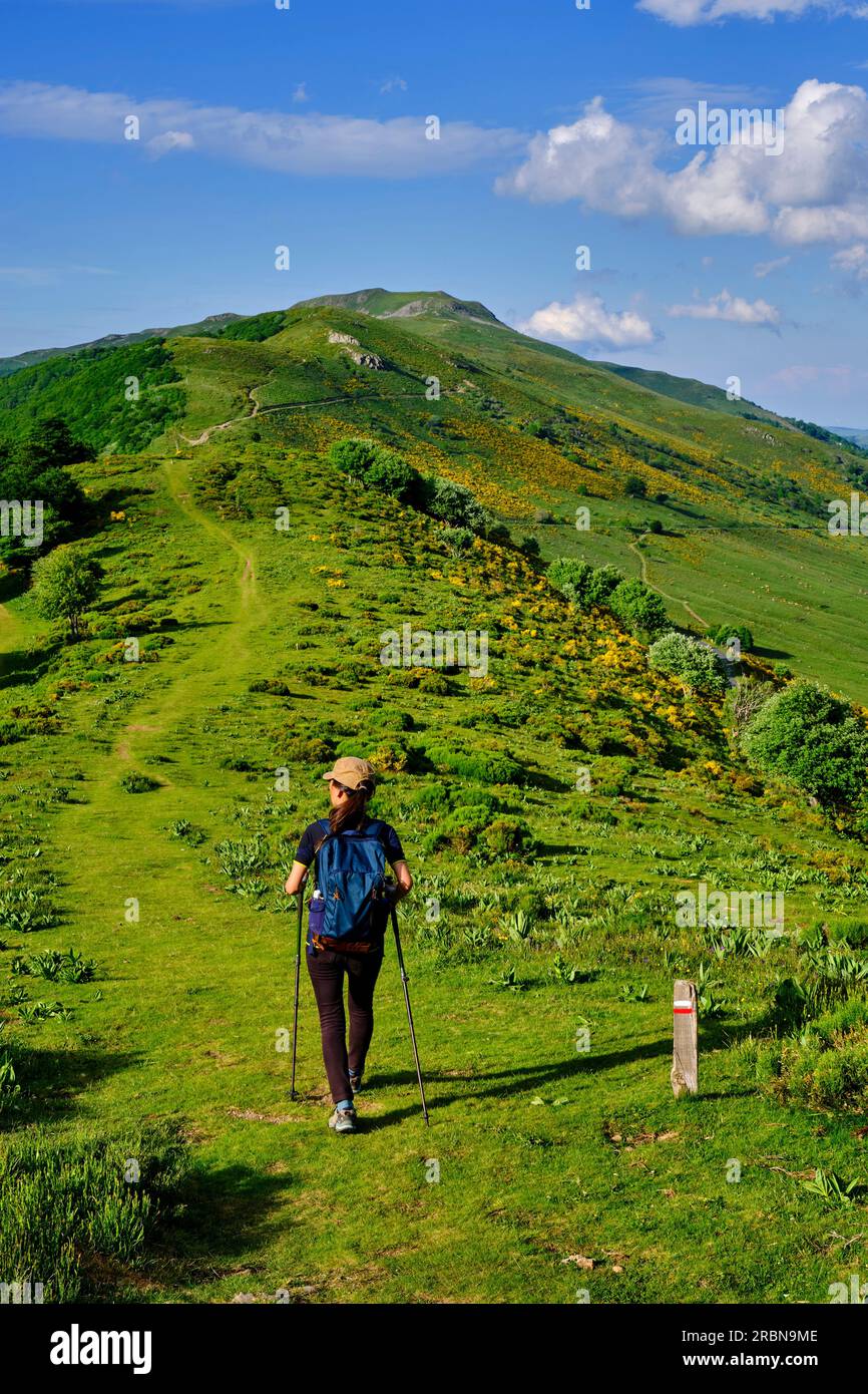 France, Cantal (15), Volcans d'Auvergne regional natural park, Cantal mountains, hike to Puy ...
